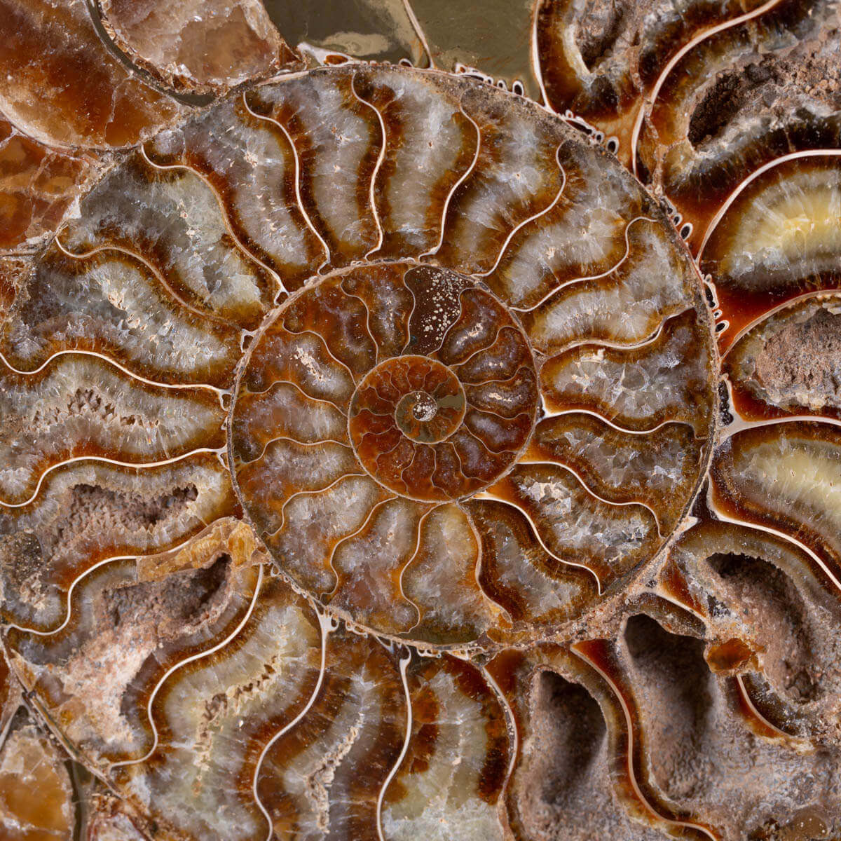 La Mer Ancienne Brille : Ammonite de Tulear, Madagascar. - AMM-261